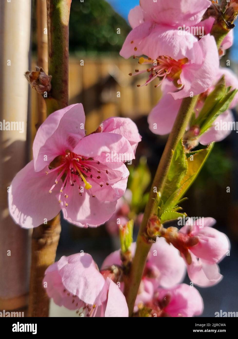 Beautiful peach hi-res stock photography and images - Alamy
