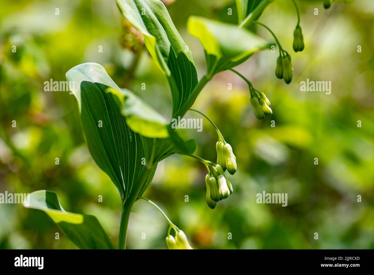 Polygonatum multiflorum solomons seal fresh hi-res stock photography ...