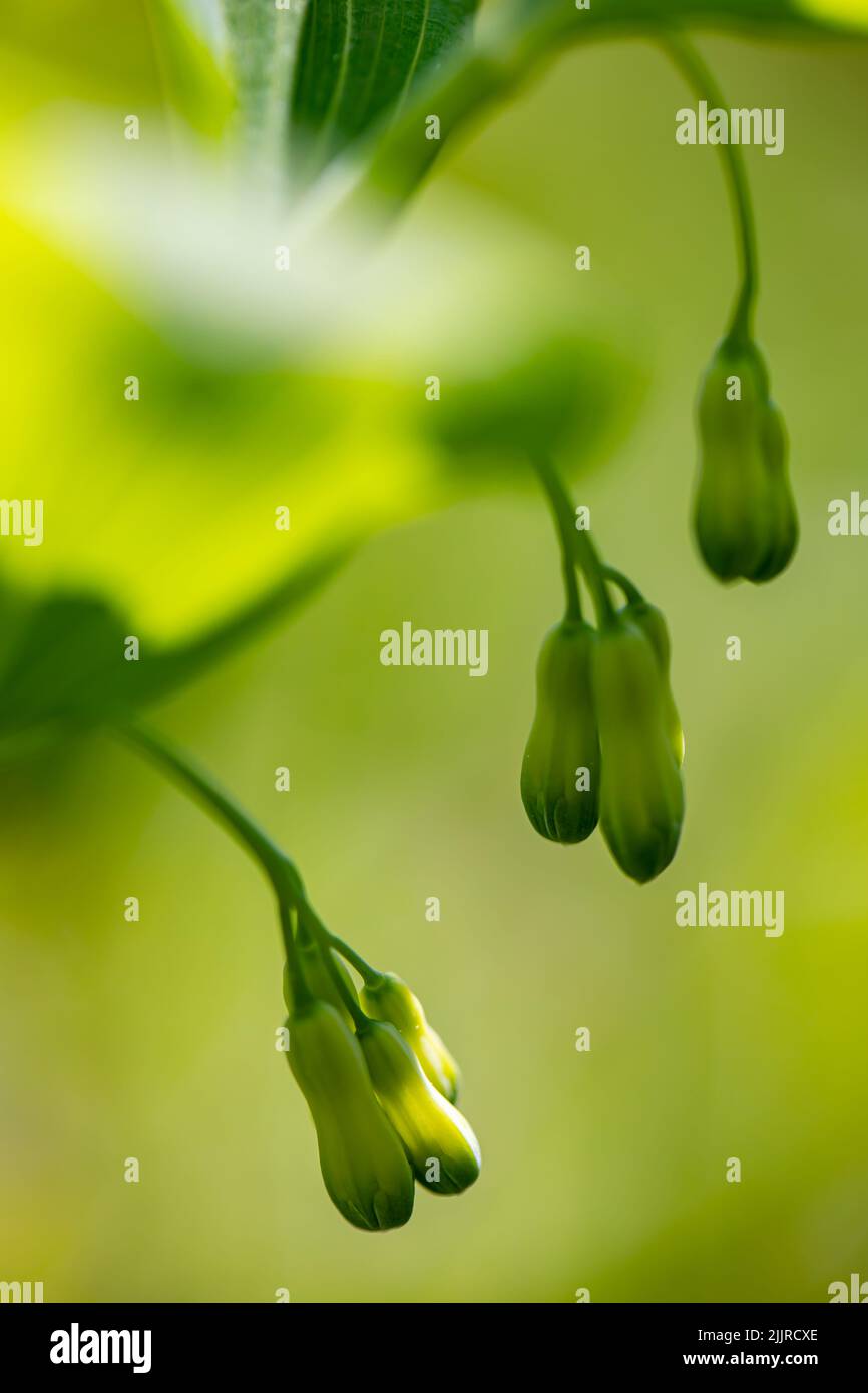 Polygonatum multiflorum flower in meadow, close up Stock Photo - Alamy