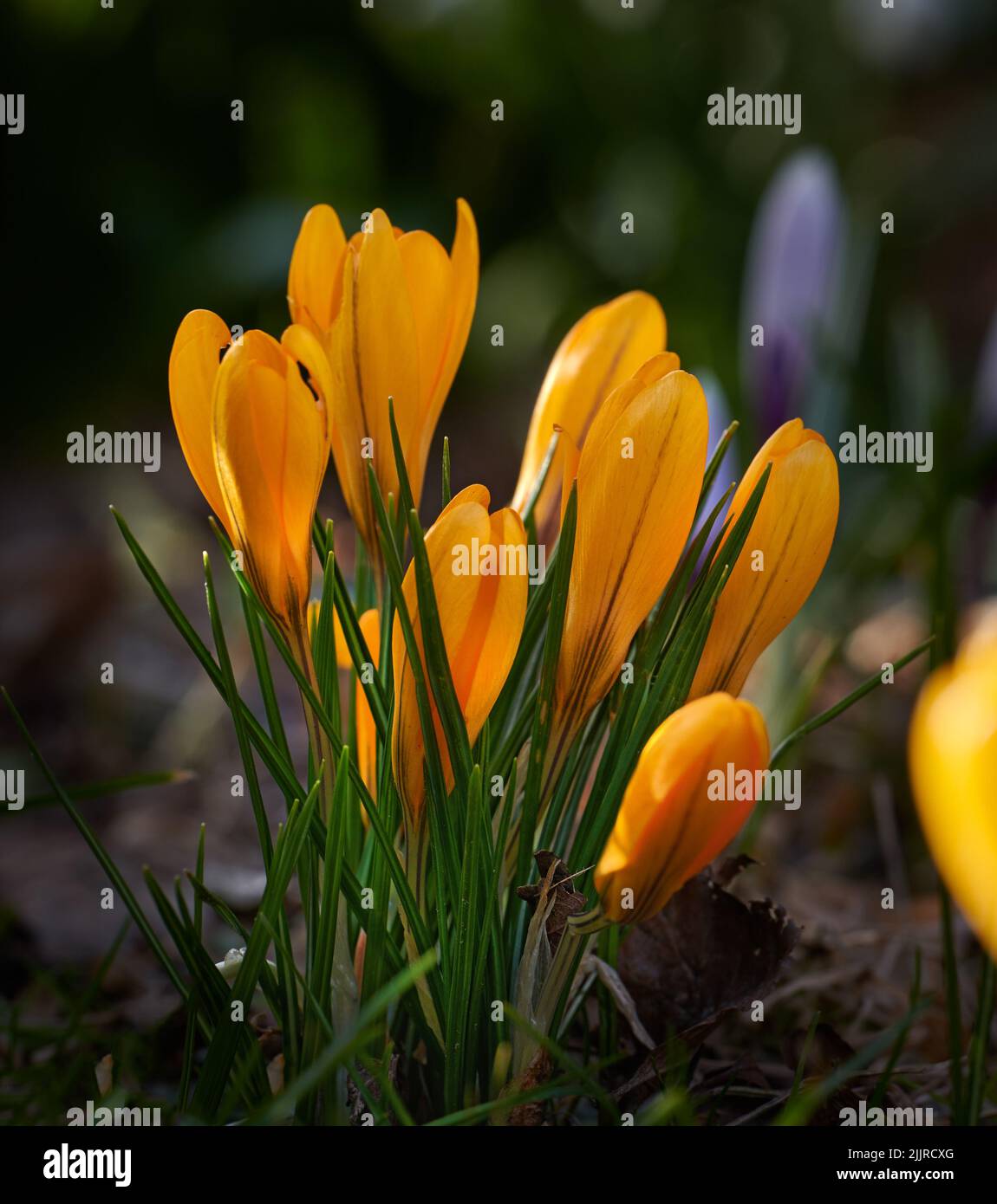 Beautiful, colorful spring flowers growing in a natural garden ...