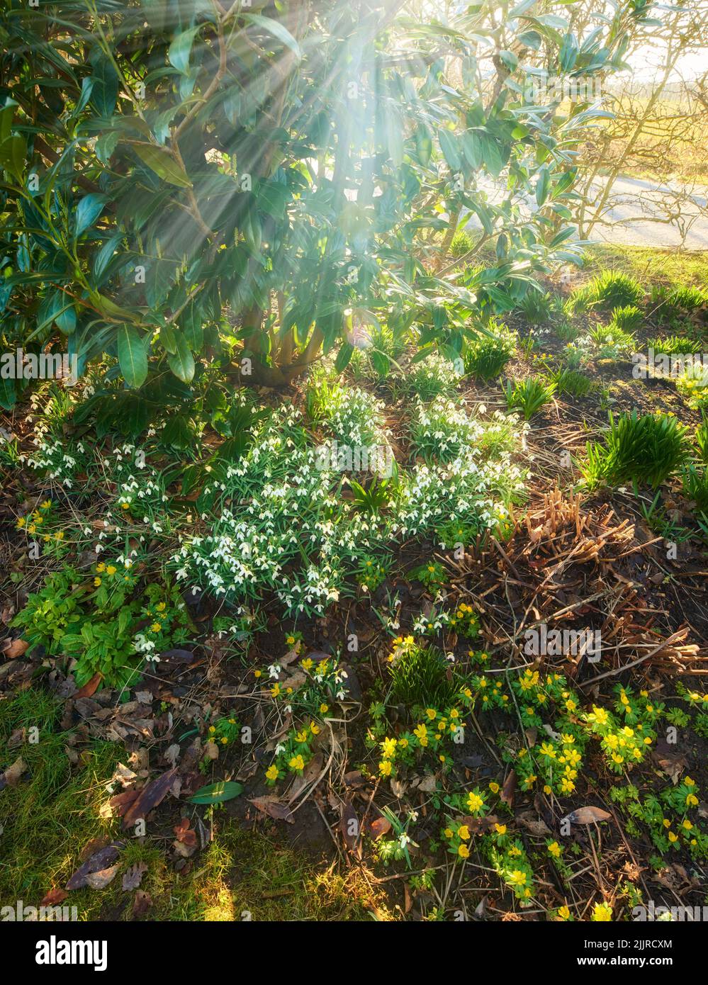 Snowdrops garden shrubs hi-res stock photography and images - Alamy