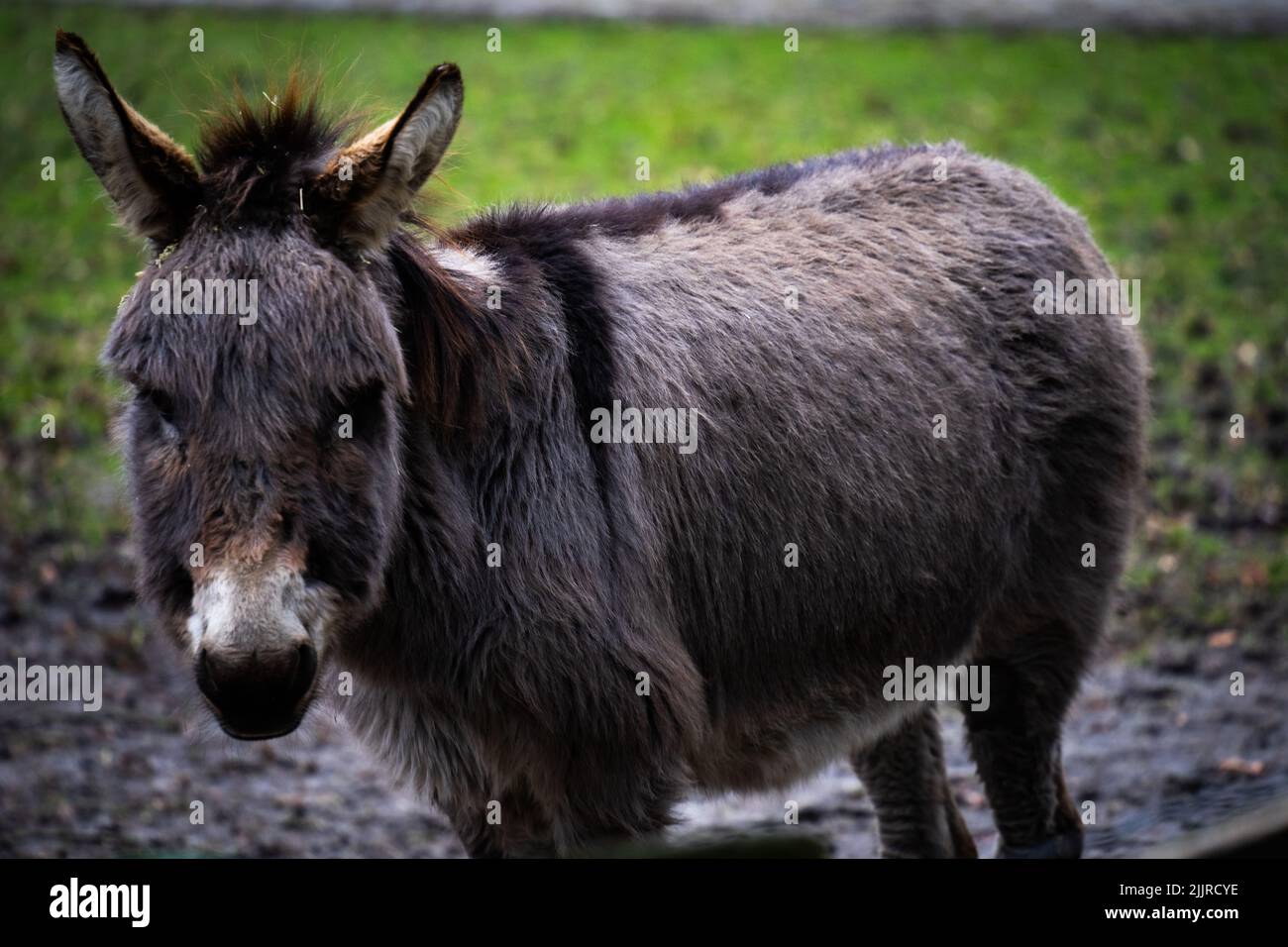 Black donkey hi-res stock photography and images - Alamy