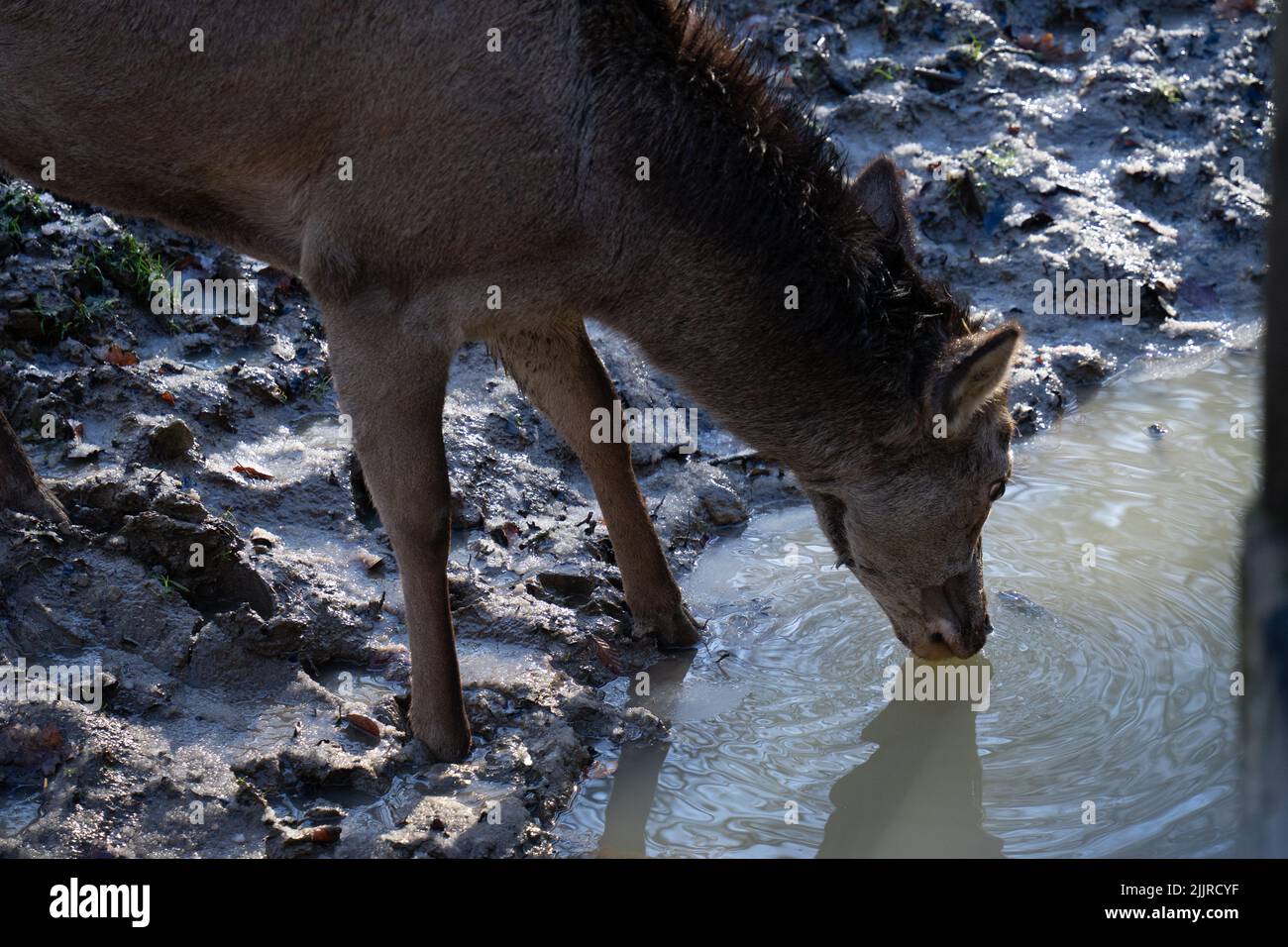 Farm animal drinking water hi-res stock photography and images - Alamy