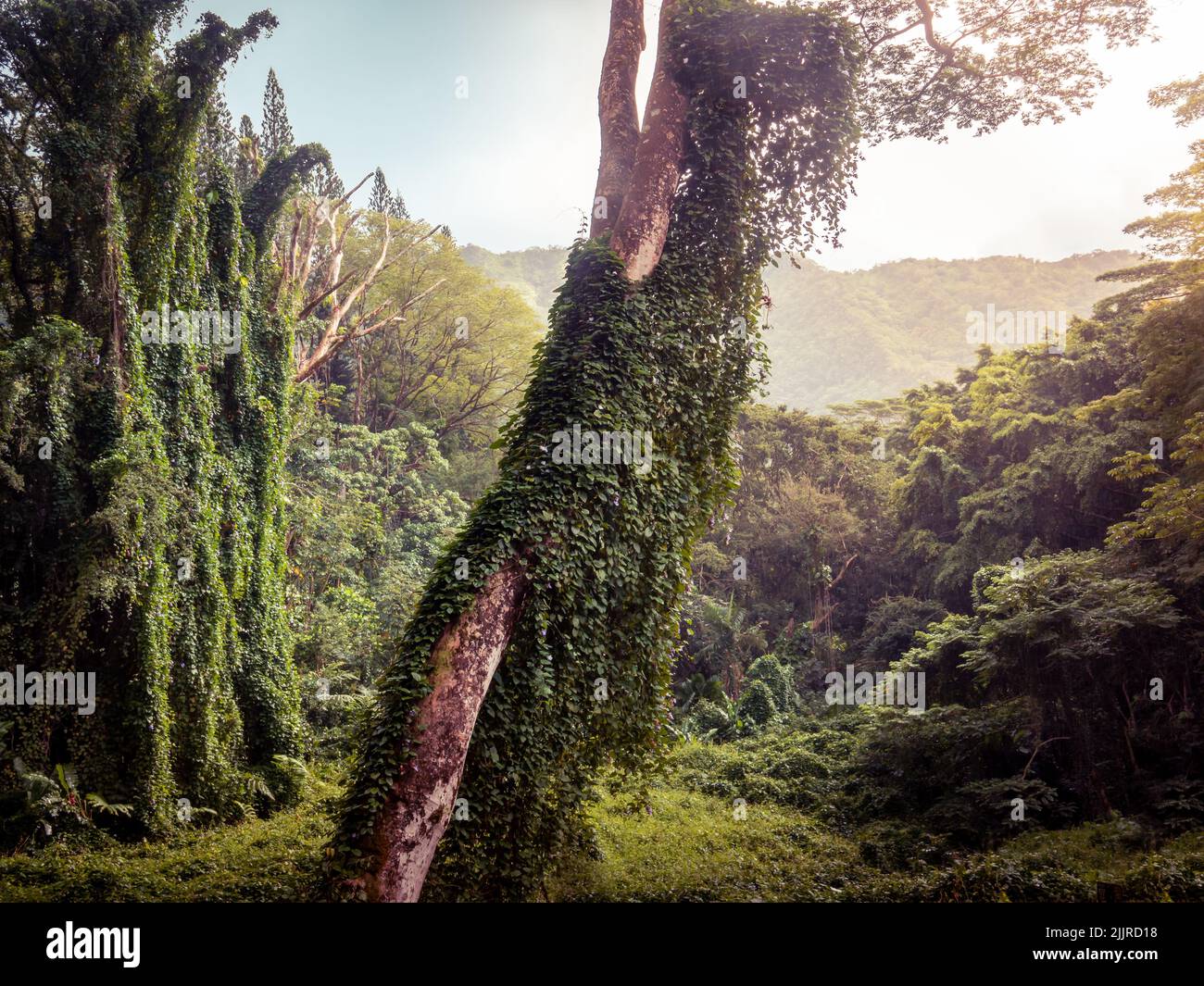 Rainforest scenic hi-res stock photography and images - Alamy