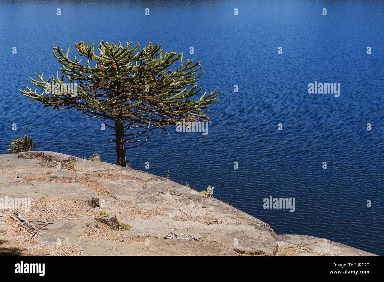 Lake water tree branches nature hi-res stock photography and images - Alamy