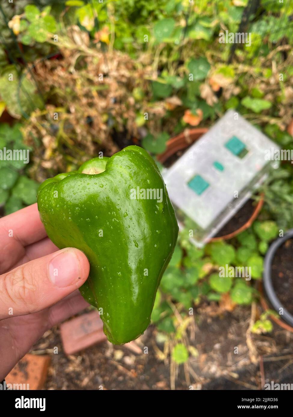 Picking bell peppers garden hi-res stock photography and images - Alamy
