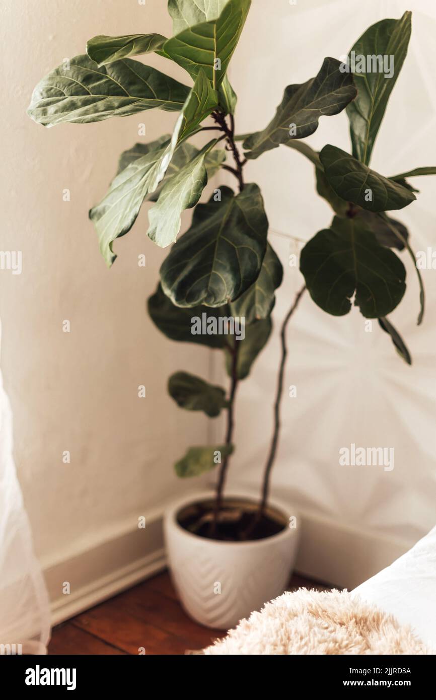 A vertical of Fiddle-leaf fig plant in a pot in the corner of a room ...