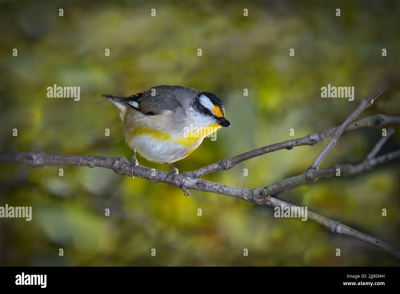 Adult australian striated pardalote hi-res stock photography and images ...