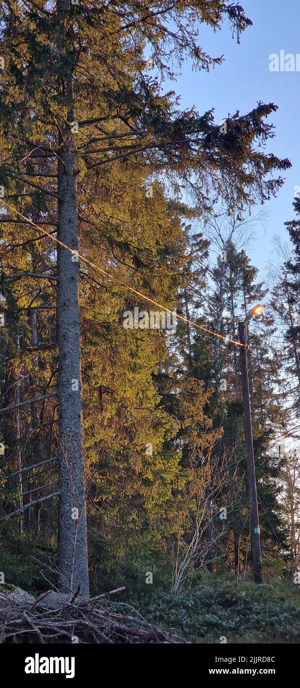 A tall tree near a street lamp in a forest Stock Photo - Alamy