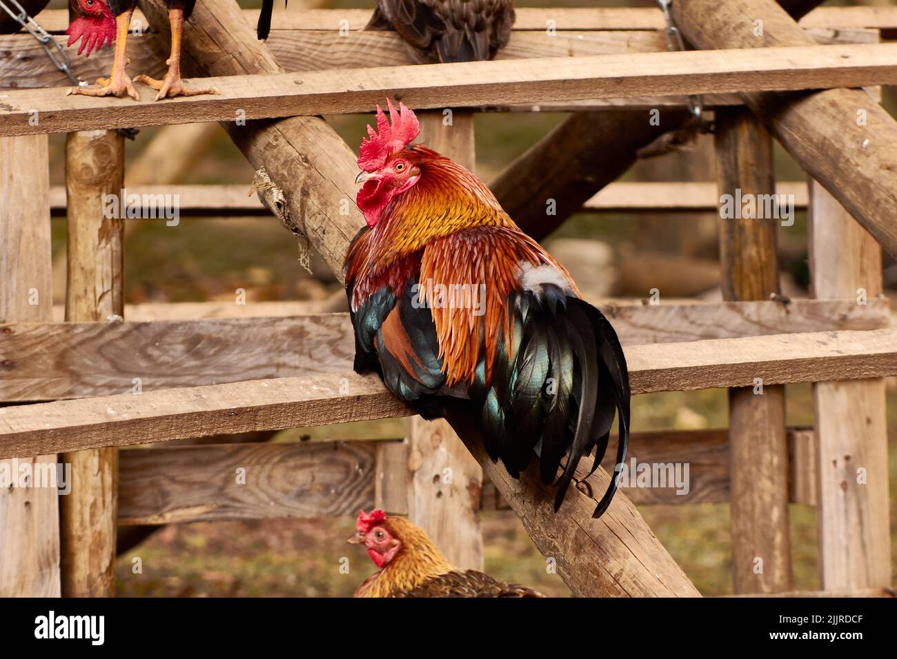 Rooster on fence hi-res stock photography and images - Alamy