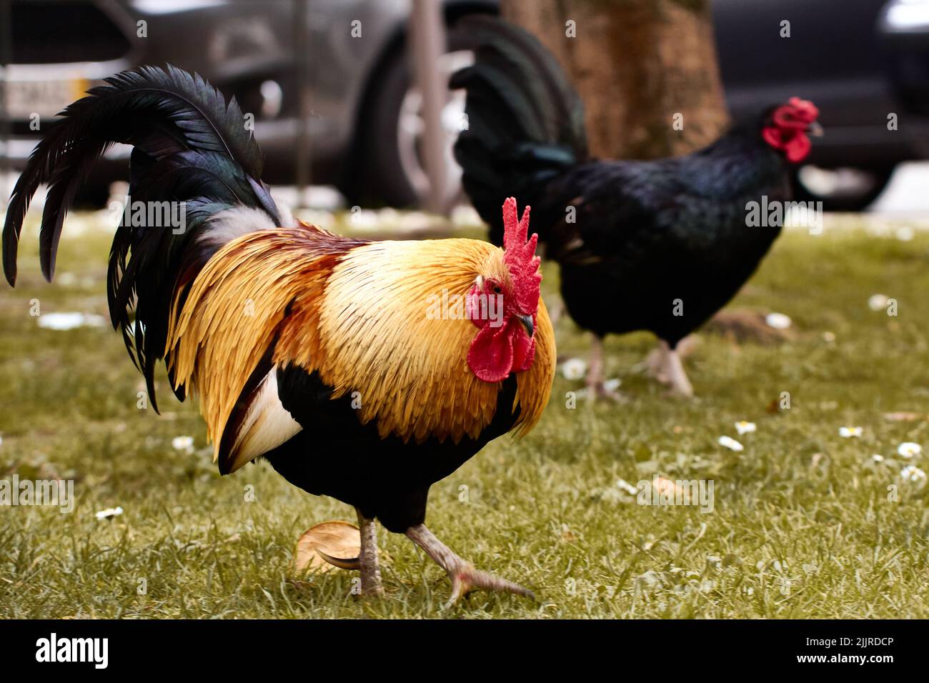 Roosters hi-res stock photography and images - Alamy