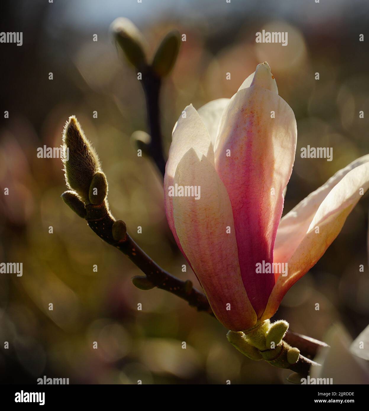 A vertical shot of sun-lit twigs and blossoms of a magnolia tree Stock ...