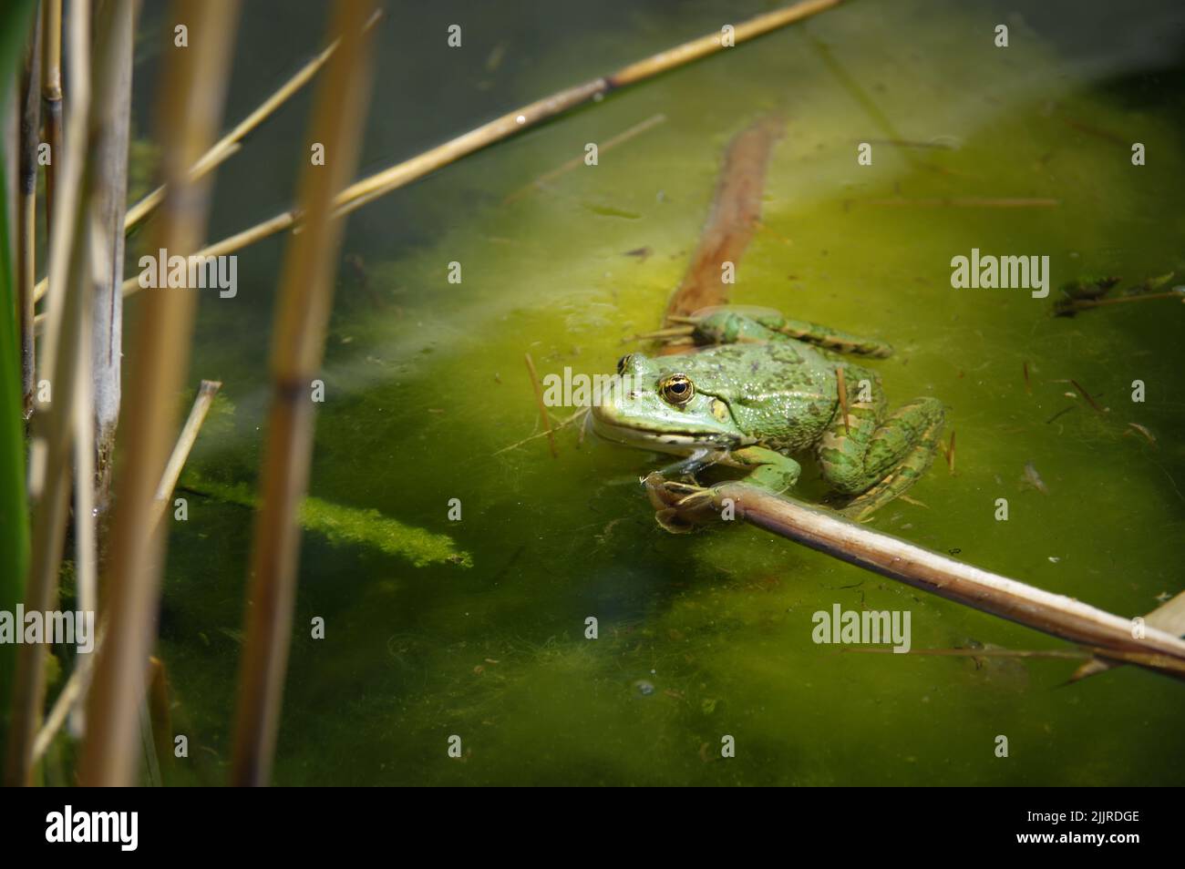 Swamp tree frog hi-res stock photography and images - Alamy