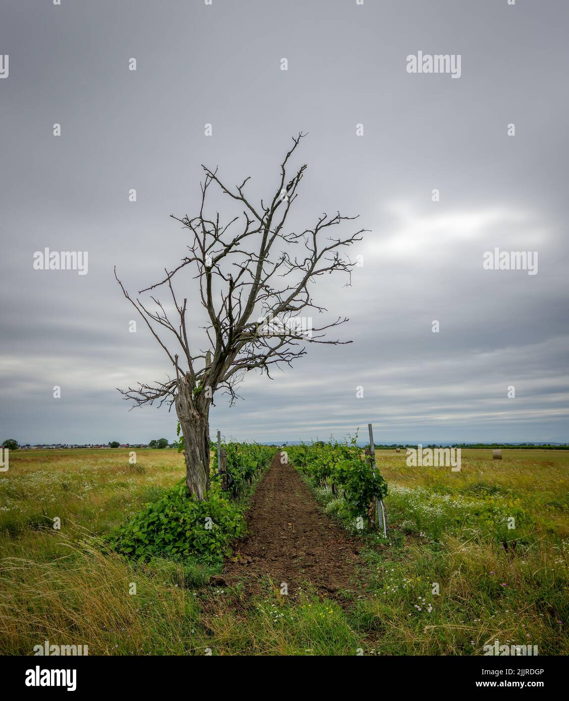 Gloomy view withered tree hi-res stock photography and images - Alamy