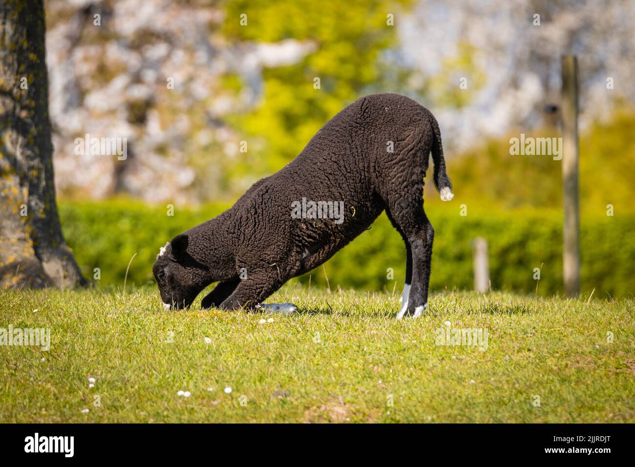 Zwartbles breed sheep hi-res stock photography and images - Alamy