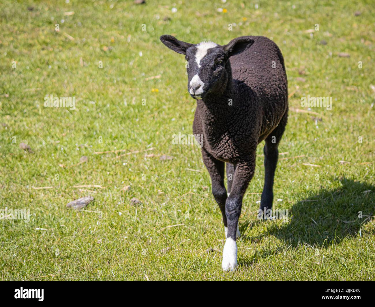 Zwartbles breed sheep hi-res stock photography and images - Alamy