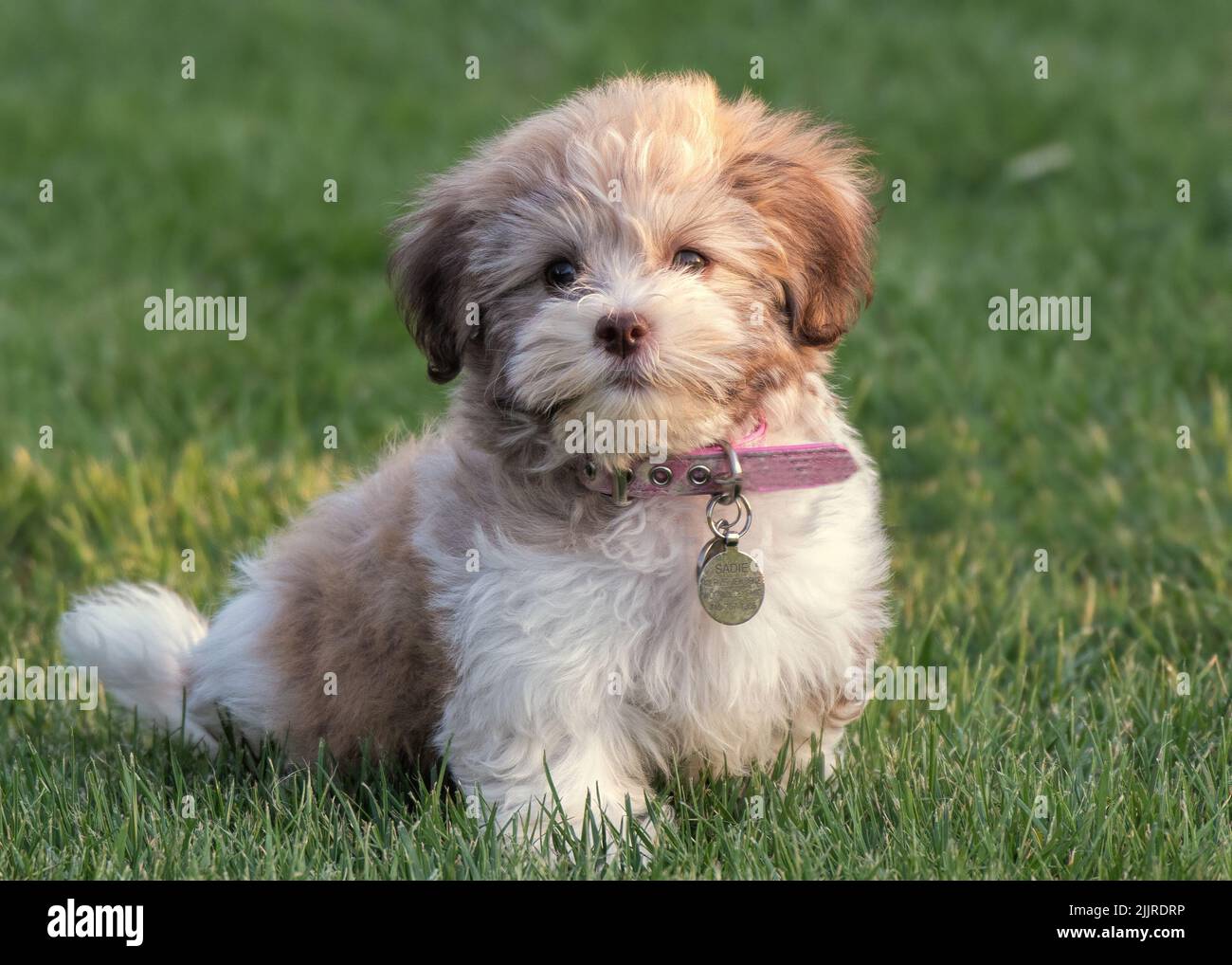 A close-up shot of a Havanese bichon puppy sitting on the grass Stock ...