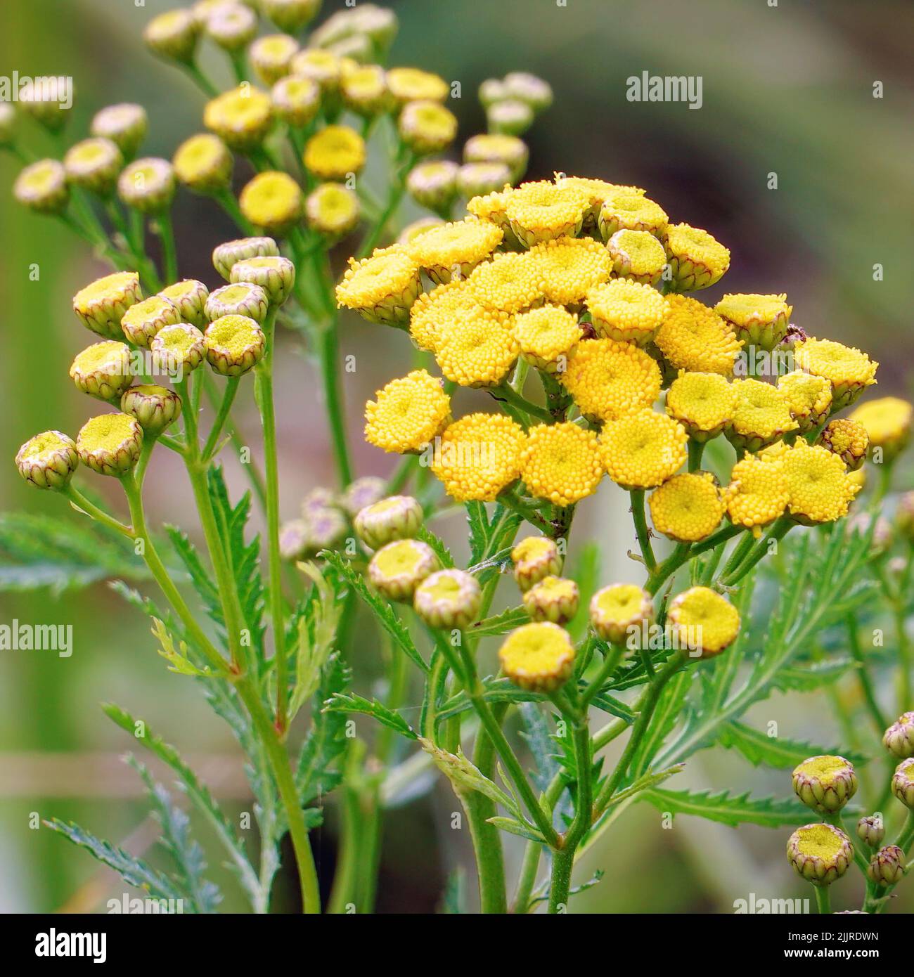 Yellow wild flowers of tansy on a natural background. Medicinal plant ...