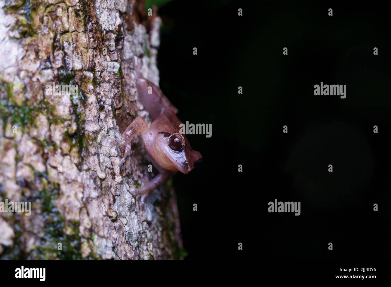 Bush Frog on leaf in south western Ghats, India on a rainy season Stock ...