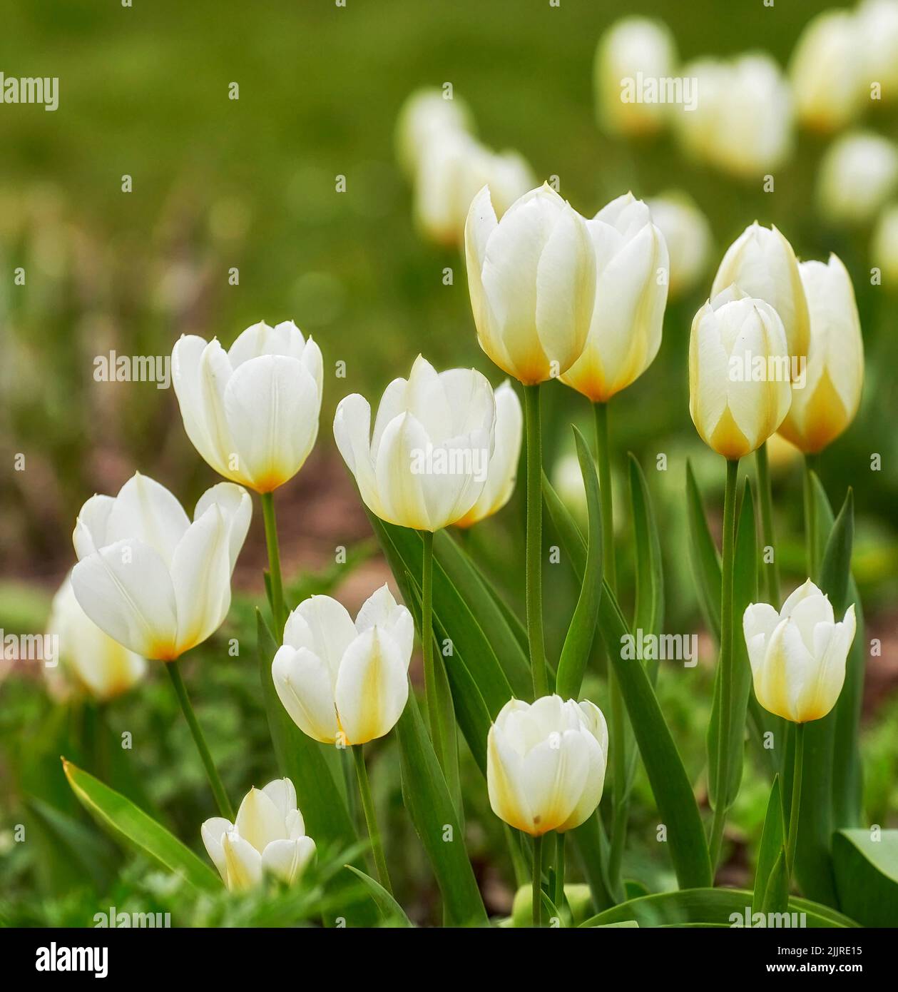 Pretty plants hi-res stock photography and images - Alamy
