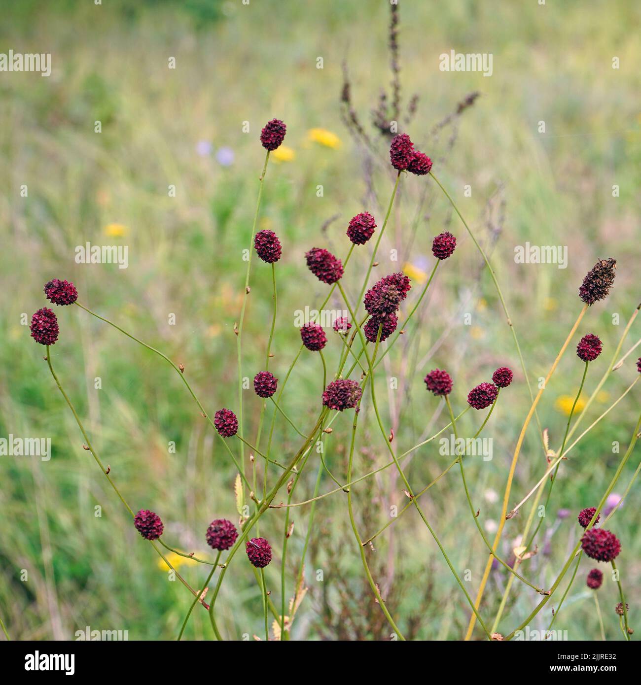 Blooming flowers of Burnet on the natural background in the meadow ...