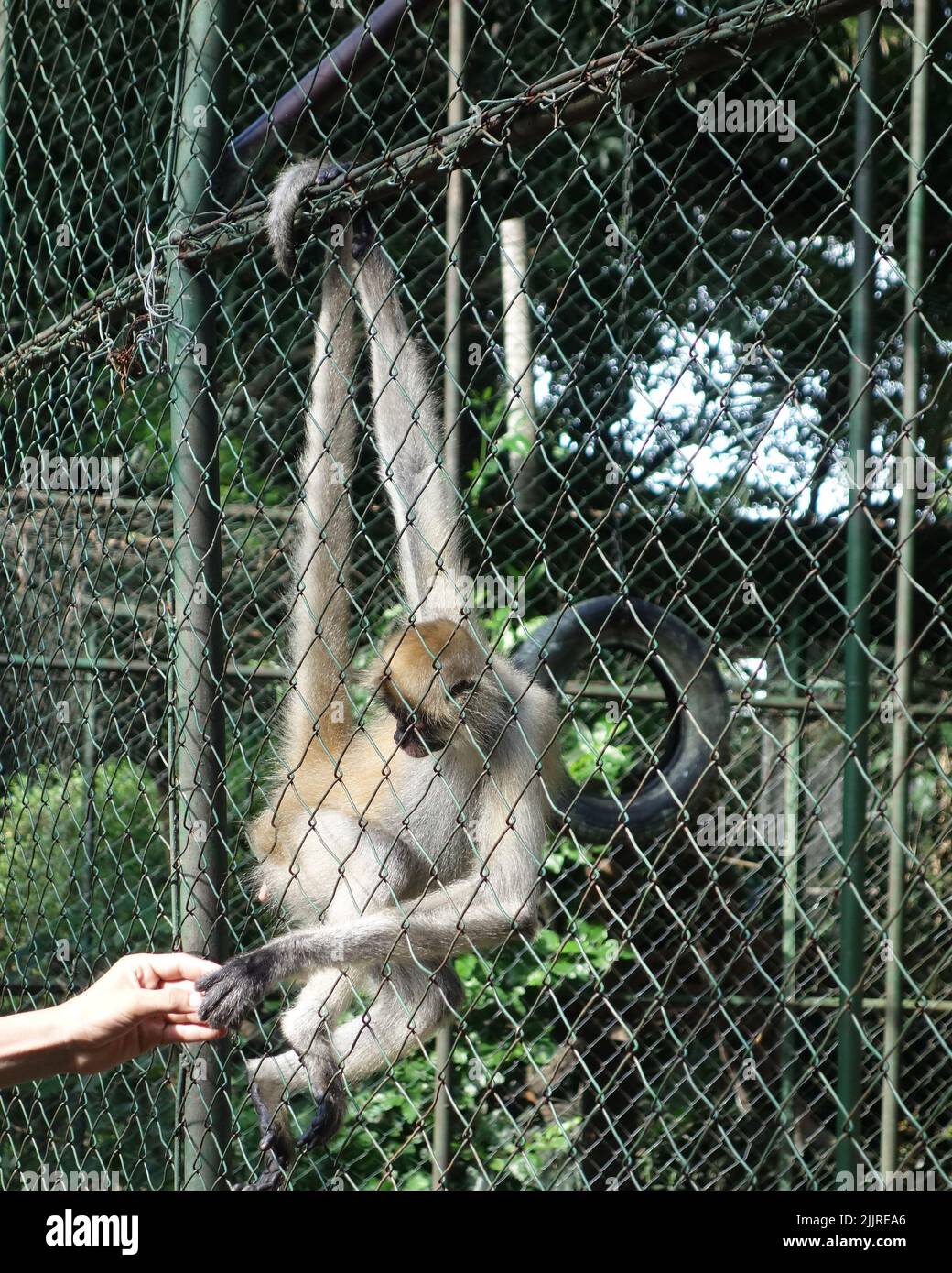 A vertical closeup of the monkey in the cage touching the human hand ...
