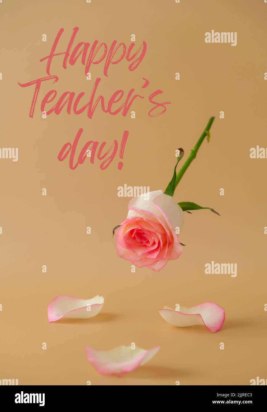 HAPPY TEACHERS DAY text Flying Delicate pink rose on beige background ...
