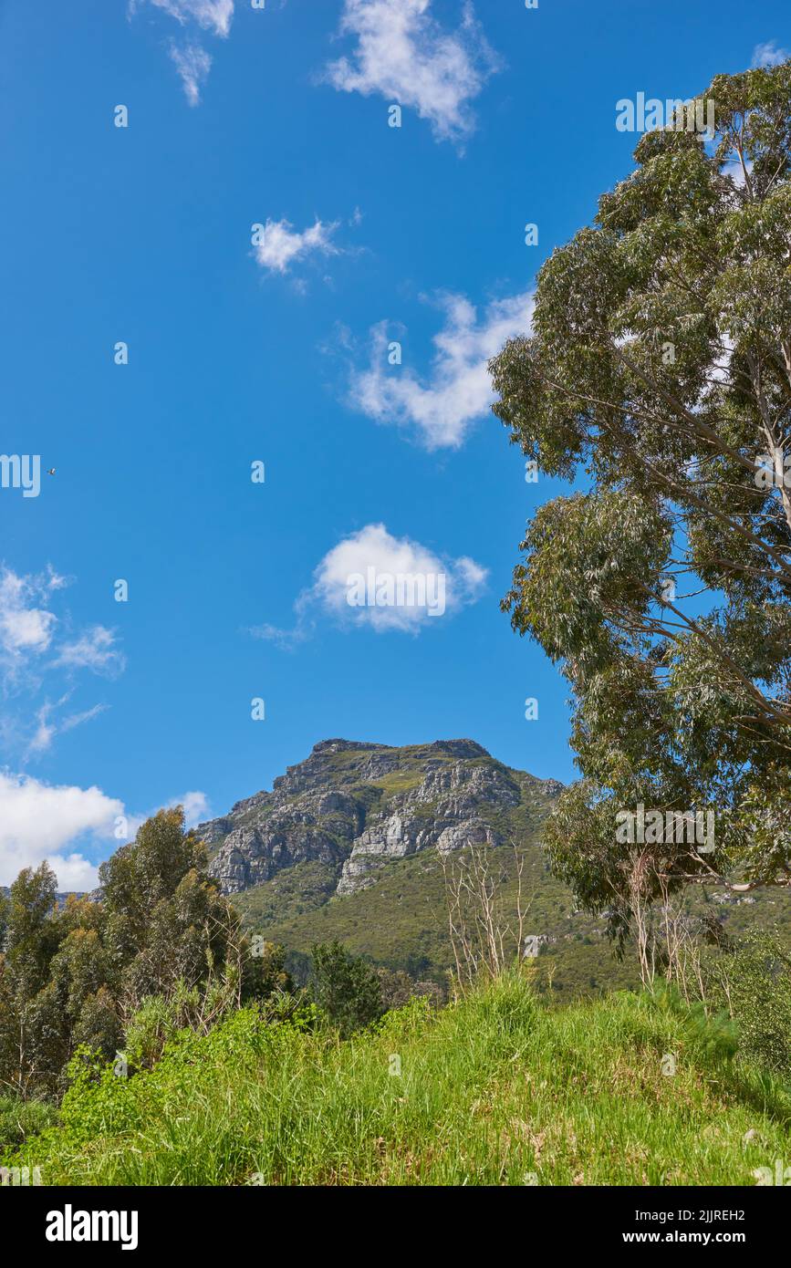 Plants, trees and bush growing on a mountain against a cloudy blue sky ...