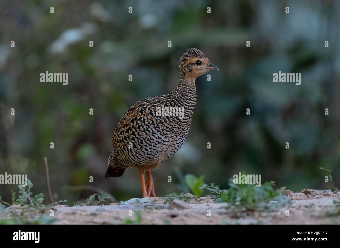A Black Francolin (Francolinus pictus) perched on wood with plants ...