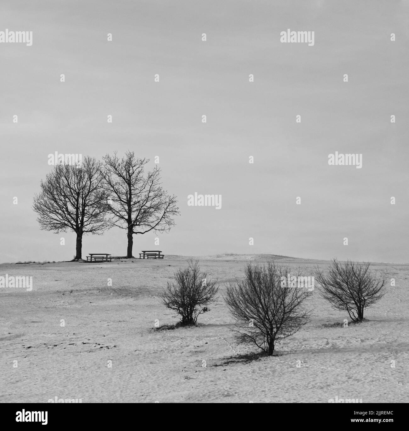 Dune tree Black and White Stock Photos & Images - Alamy