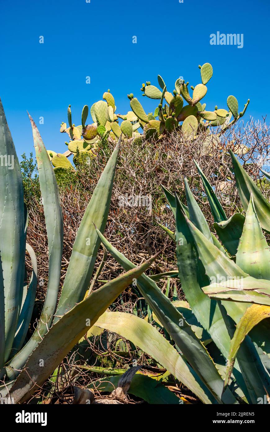 The agave plants under the cactuses against a clear sky Stock Photo - Alamy