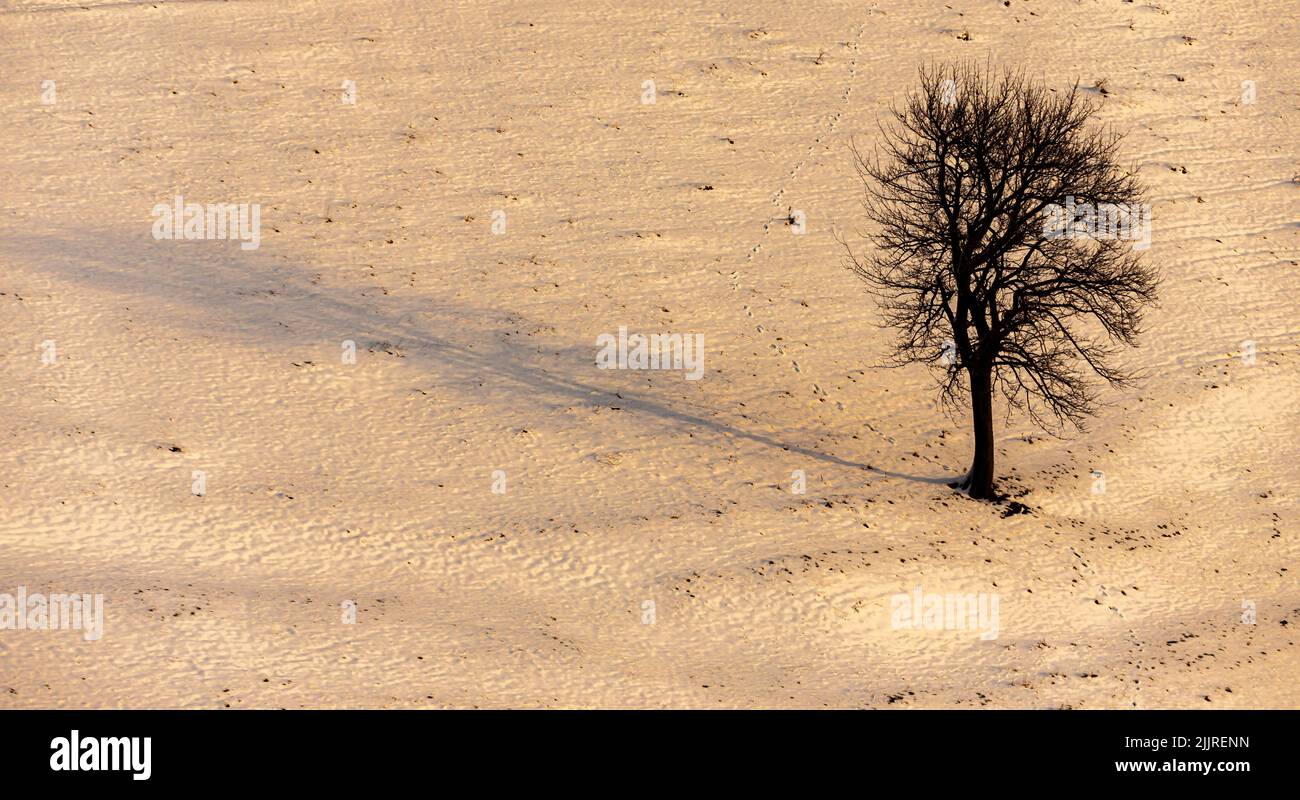 A top view of a tree on a desert Stock Photo - Alamy