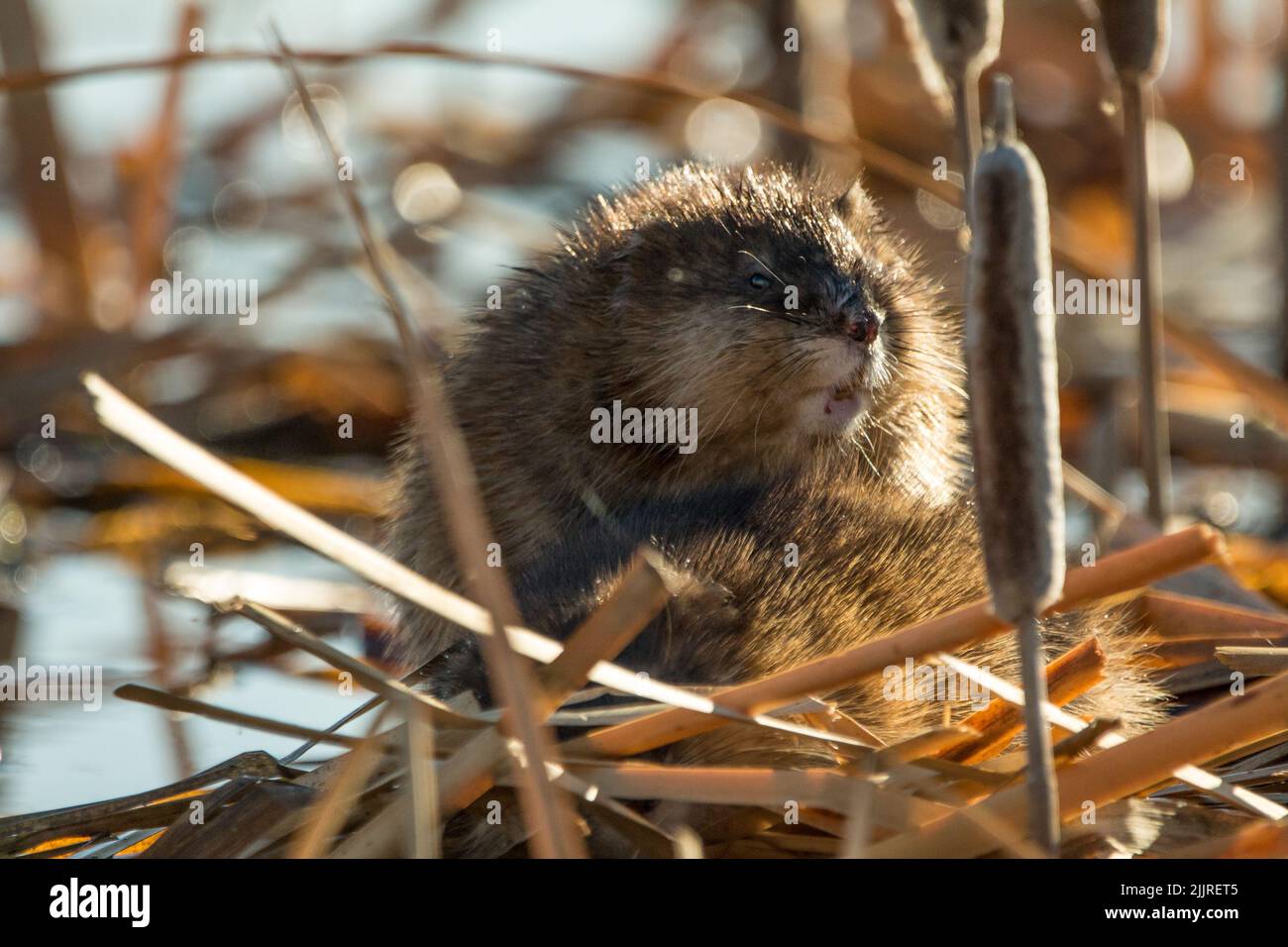 Muskrat cute animal hi-res stock photography and images - Alamy