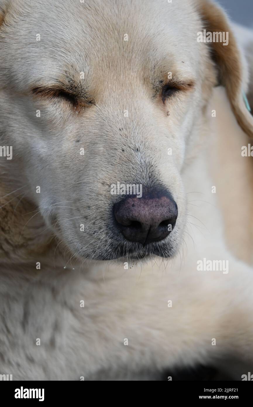 White stray dog hi-res stock photography and images - Alamy