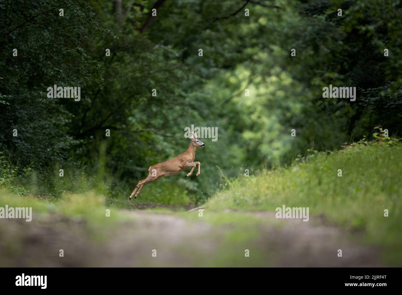 A deer jumping in a green forest Stock Photo - Alamy