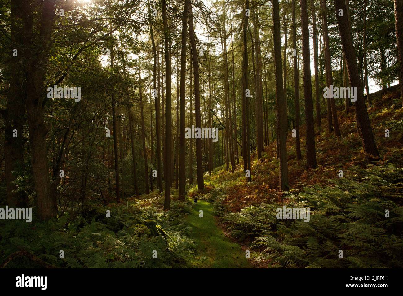 Tall and beautiful hi-res stock photography and images - Alamy