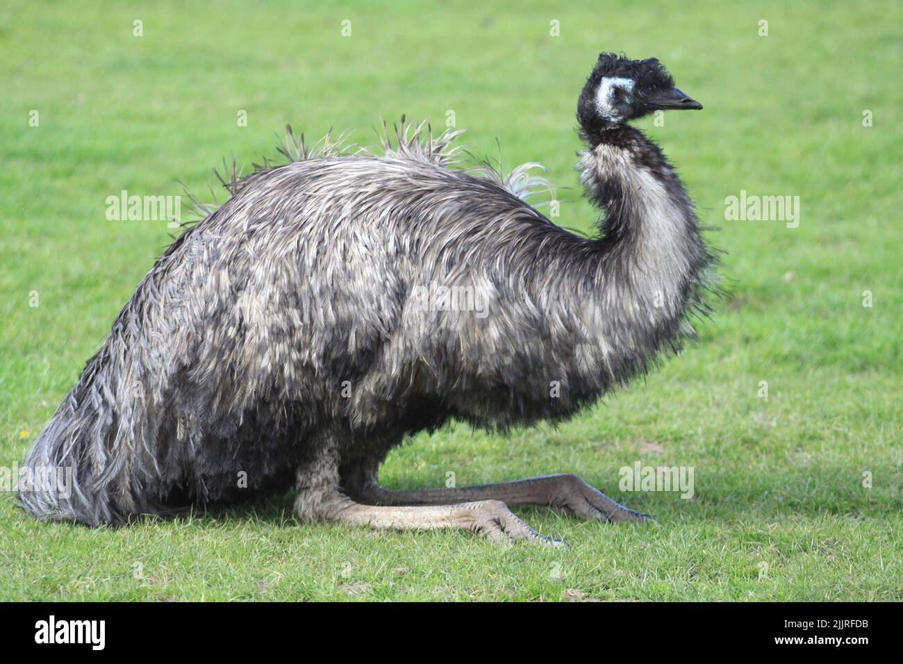 Beautiful emu bird hi-res stock photography and images - Alamy