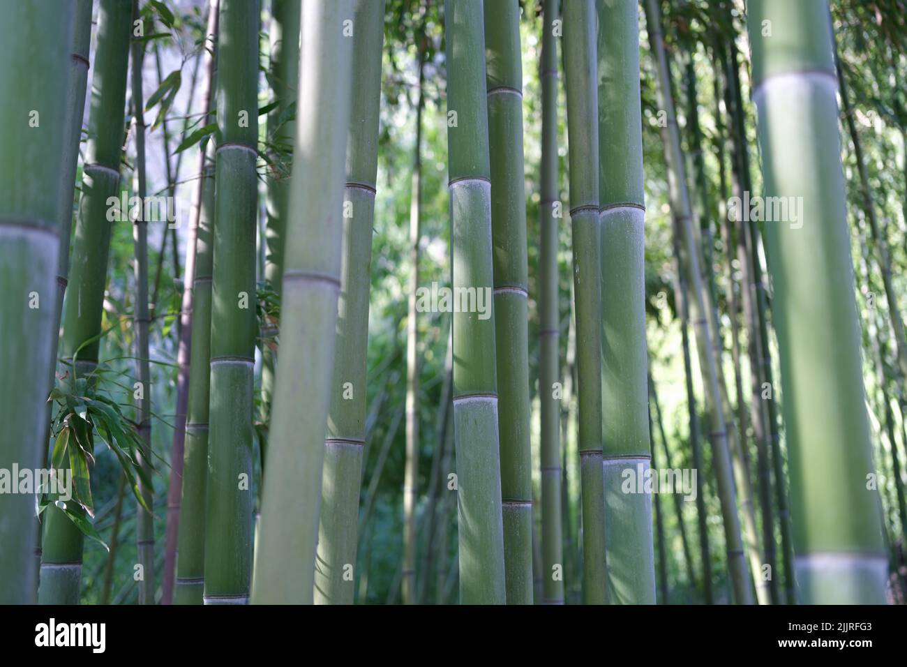 Natural green bamboo grove or forest wallpaper background Stock Photo ...