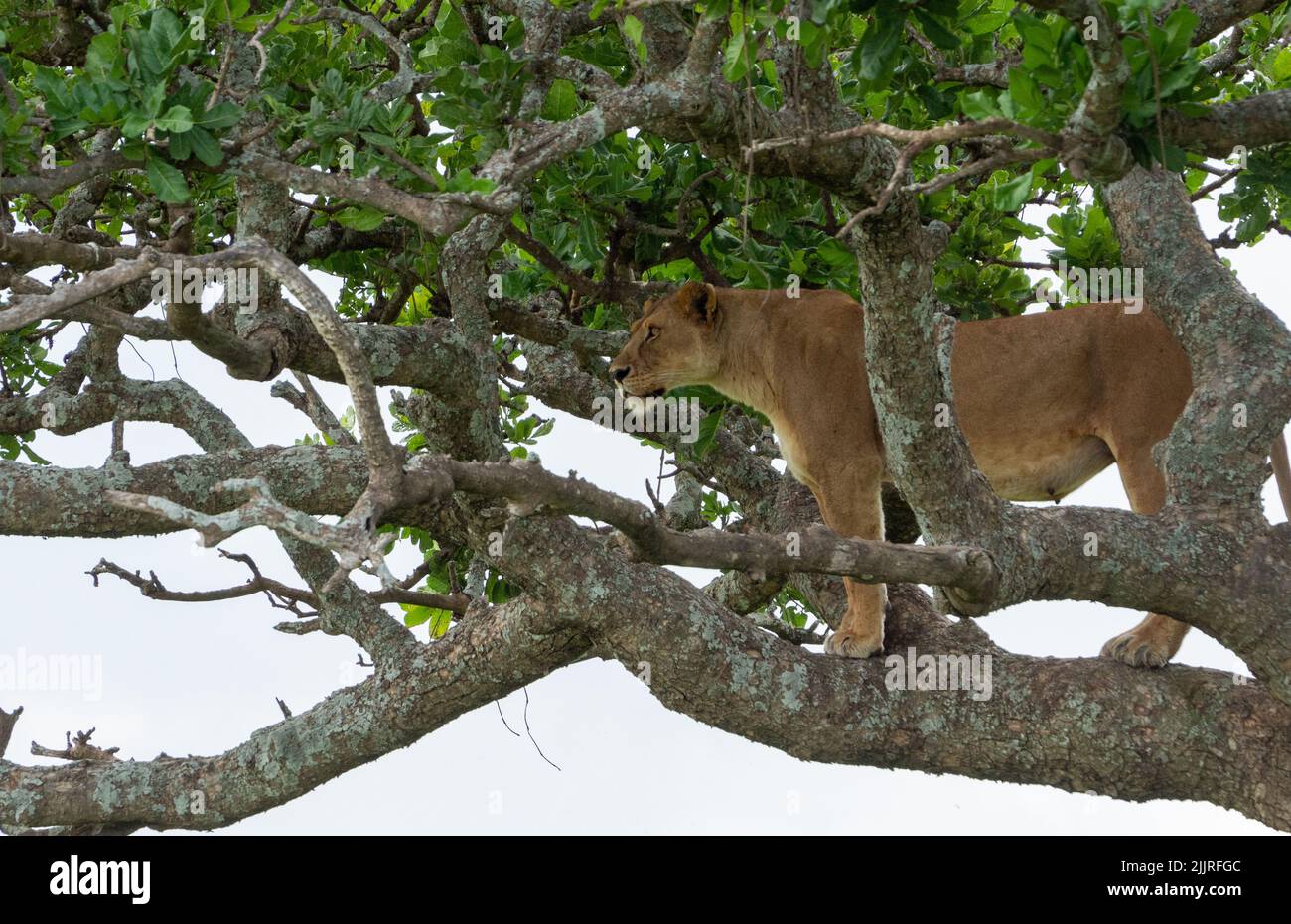 A lioness on a tree looking for prey in Serengeti National Park ...