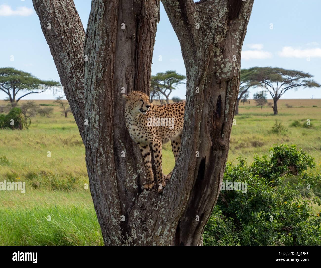 Cheetah standing hi-res stock photography and images - Alamy