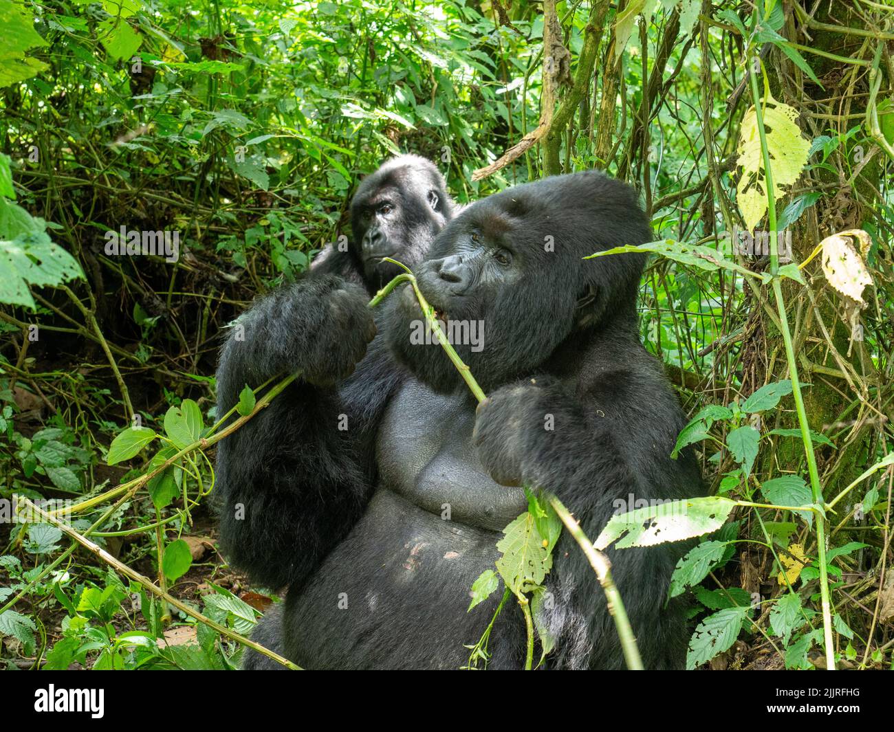 A portrait of gorillas in Virunga National Park, in the Albertine Rift ...