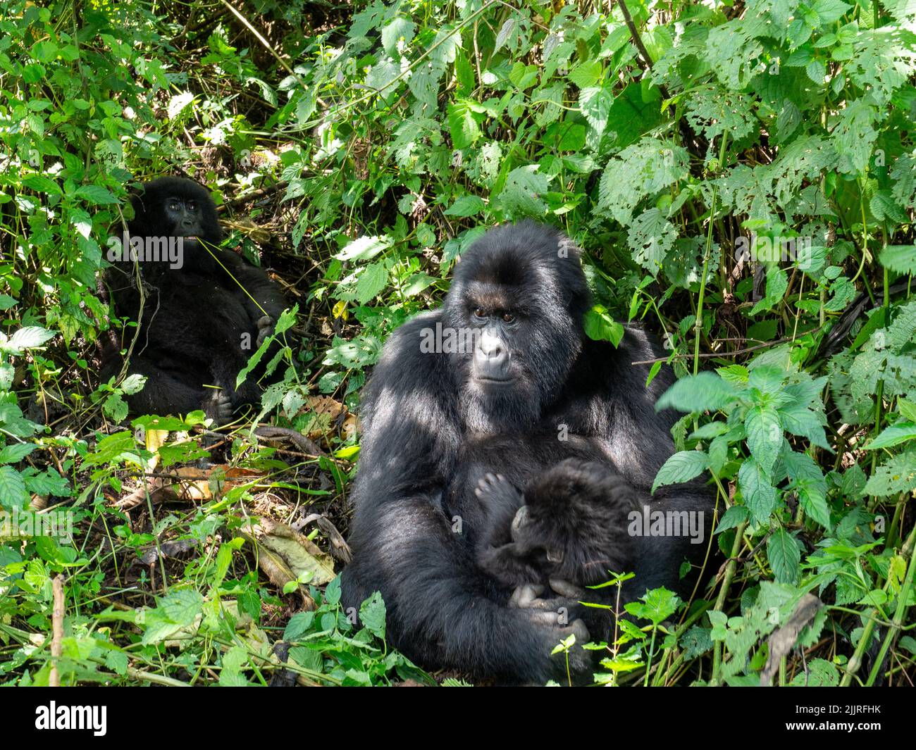 A group of gorillas in Virunga National Park, Democratic Republic of ...