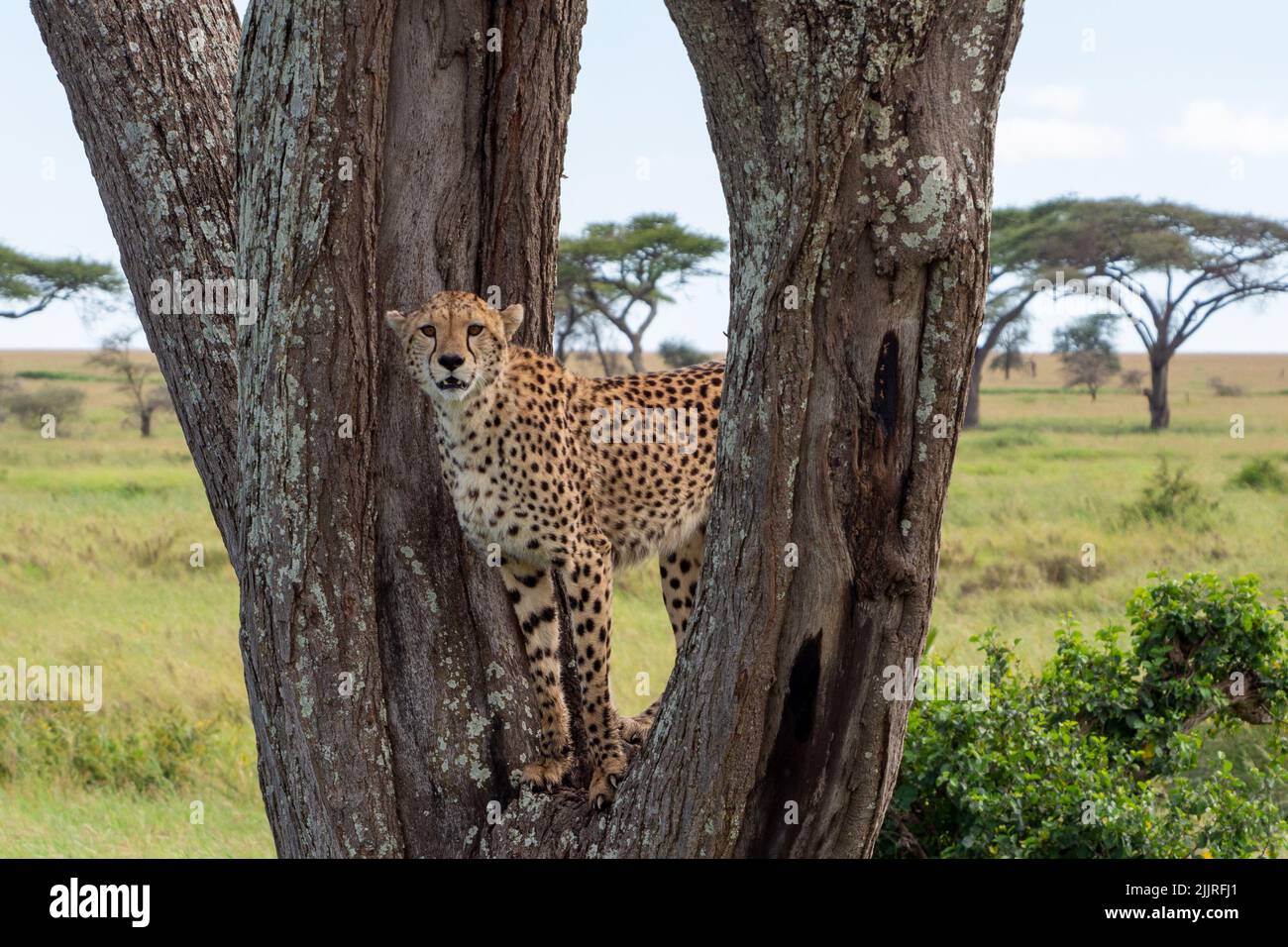Cheetah standing hi-res stock photography and images - Alamy