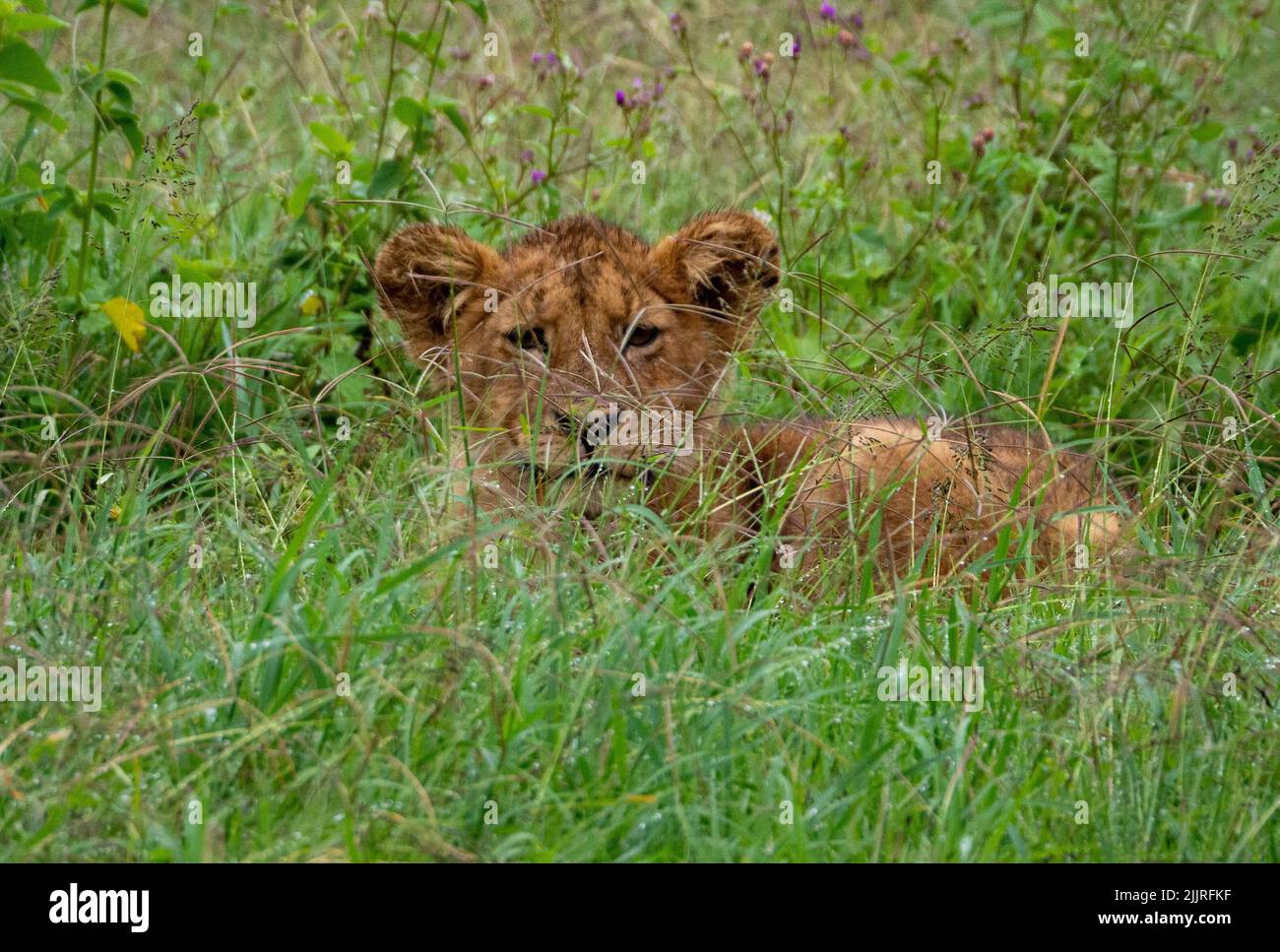 A lion cub watching from the tall grass in Serengeti National Park ...