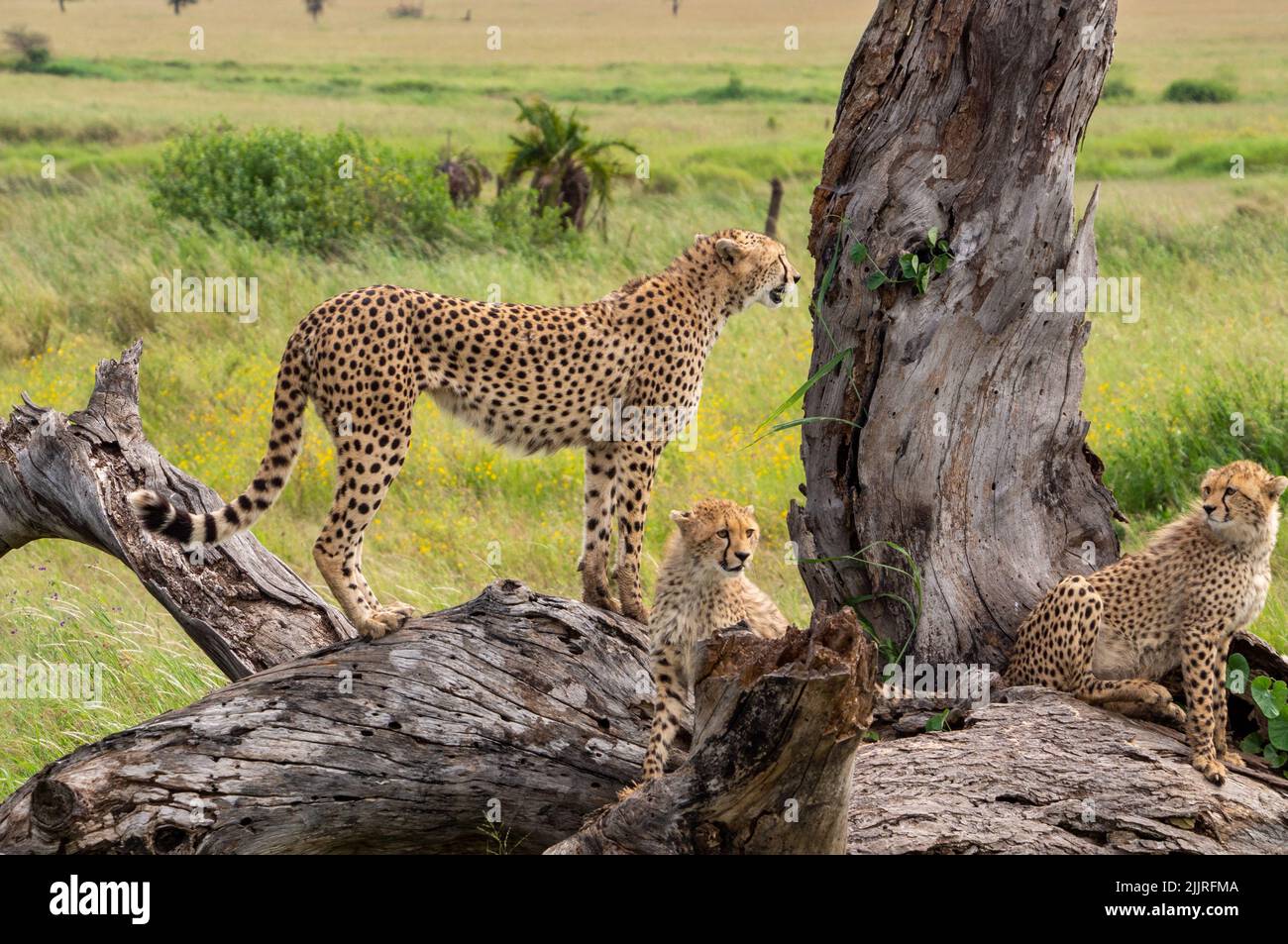 A coalition of cheetahs around a tree looking for prey in Serengeti ...