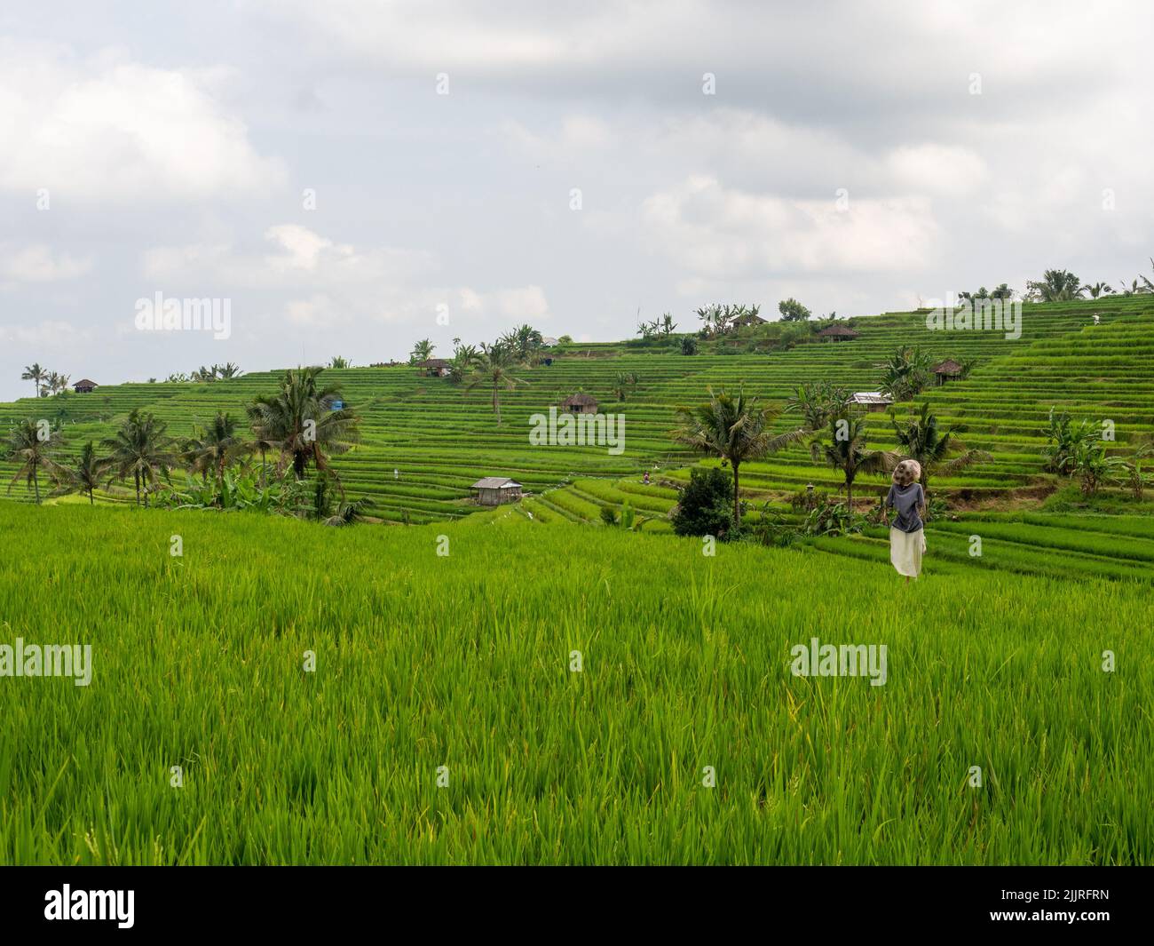 A back view of a person on a rice plantation in Ubud, Bali Stock Photo ...