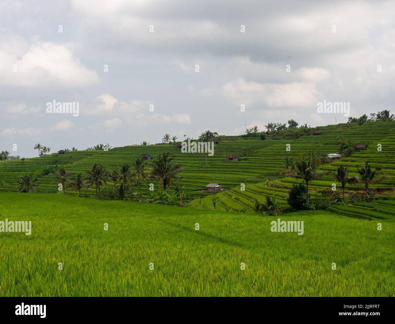 A beautiful tropical landscape with rice terraces, palm trees and green ...