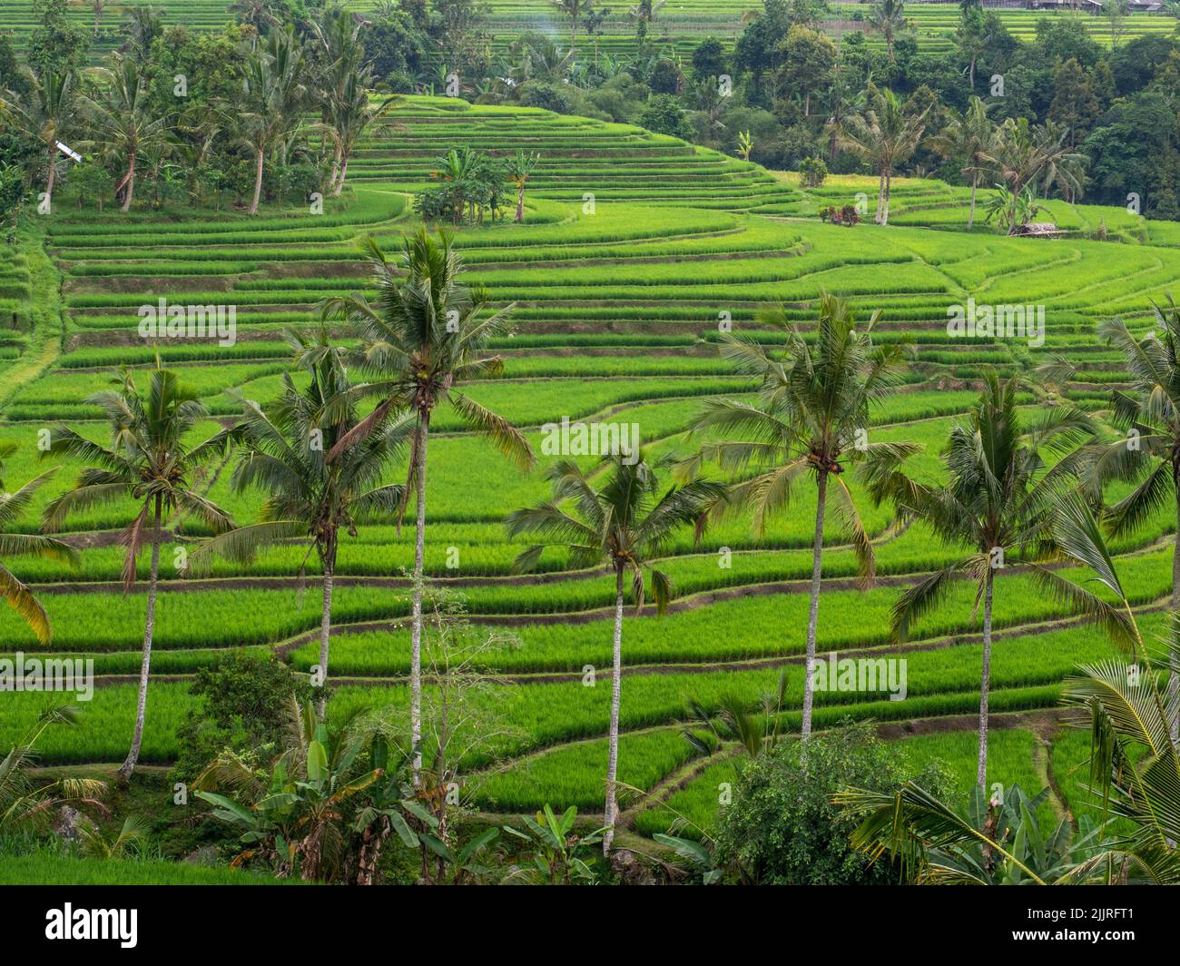 A beautiful tropical landscape with rice terraces and palm trees Stock ...
