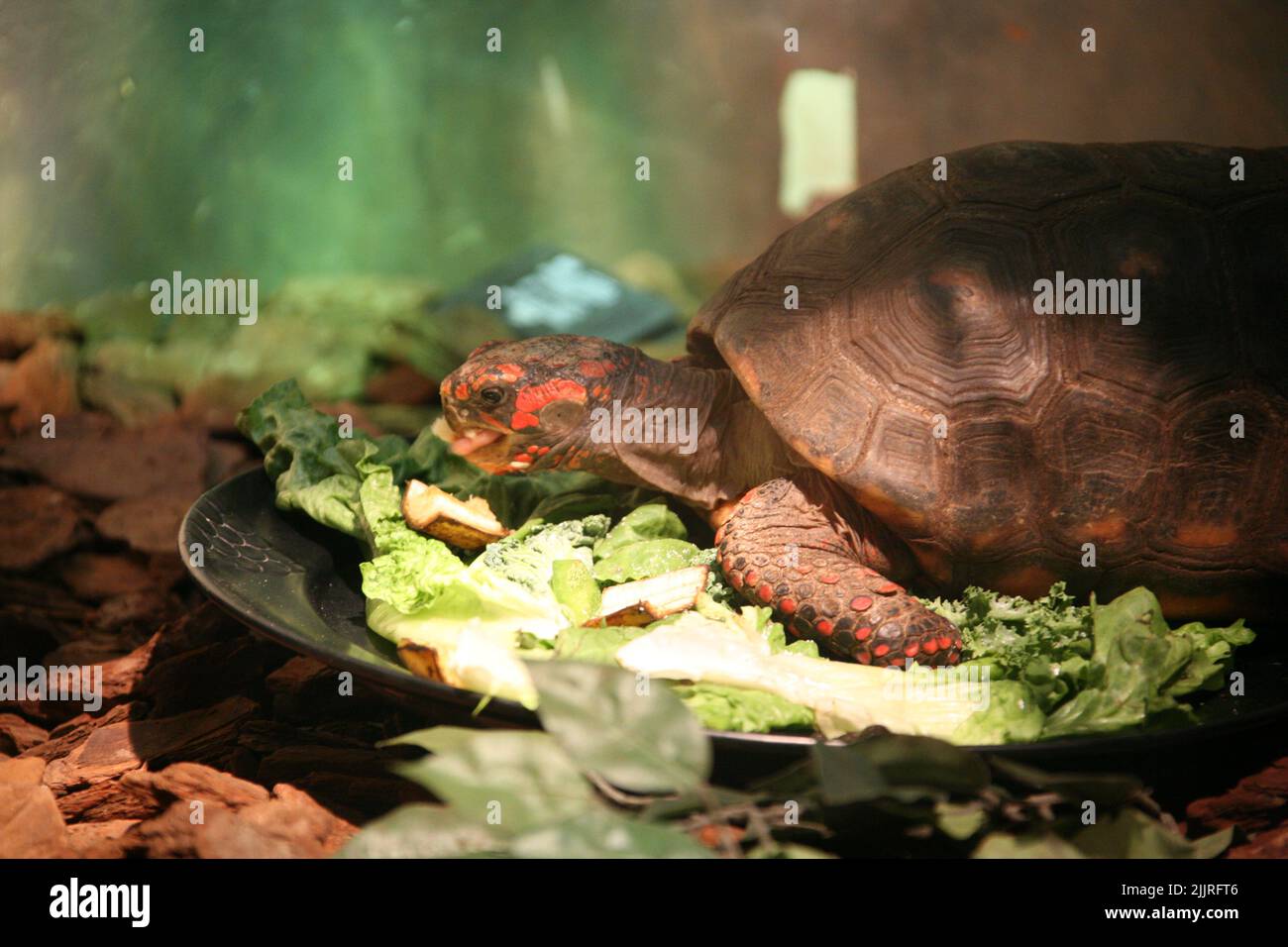 Turtle eating fish hi-res stock photography and images - Alamy