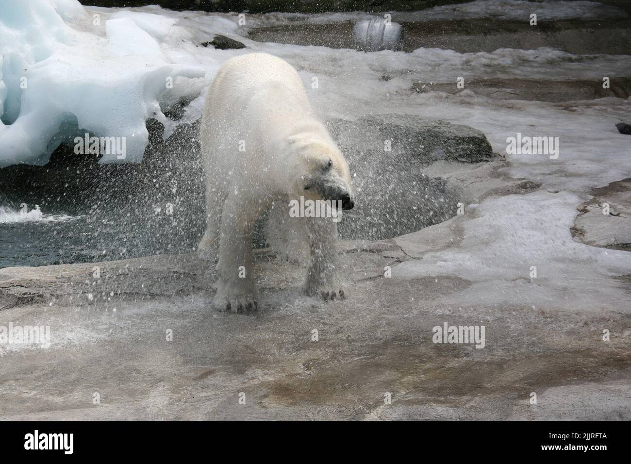 A polar bear standing on the paved icy ground by the water while eating ...